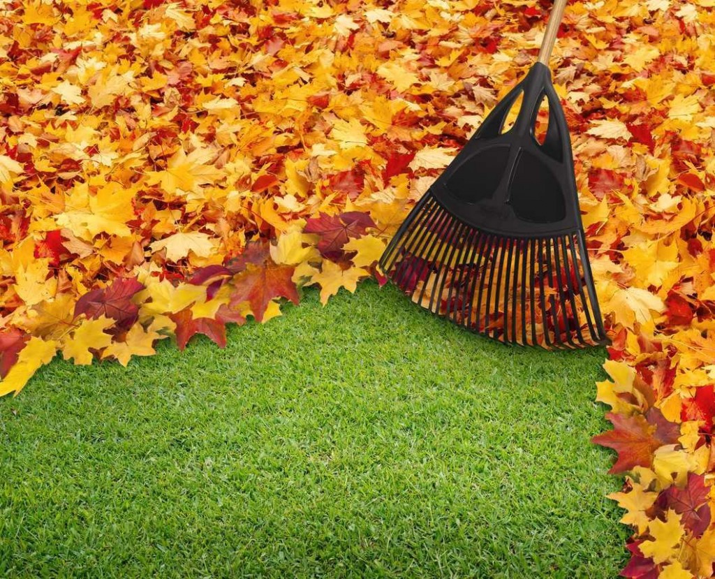 Fall Leaf Clean Up More TNT Landscaping Excavation